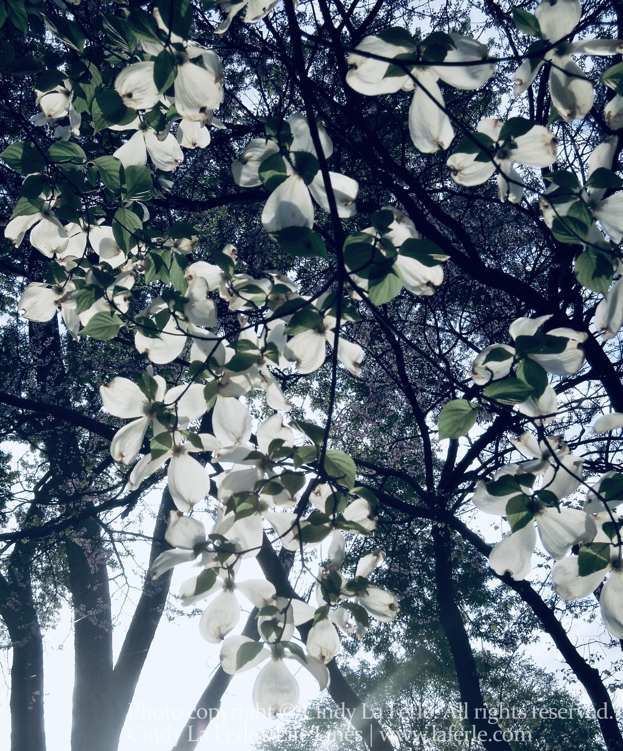 On treehouses, beaches, and spring break | Cindy La Ferle's Life Lines